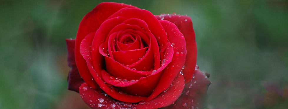 Blog Rose-Croix, de Serge Toussaint